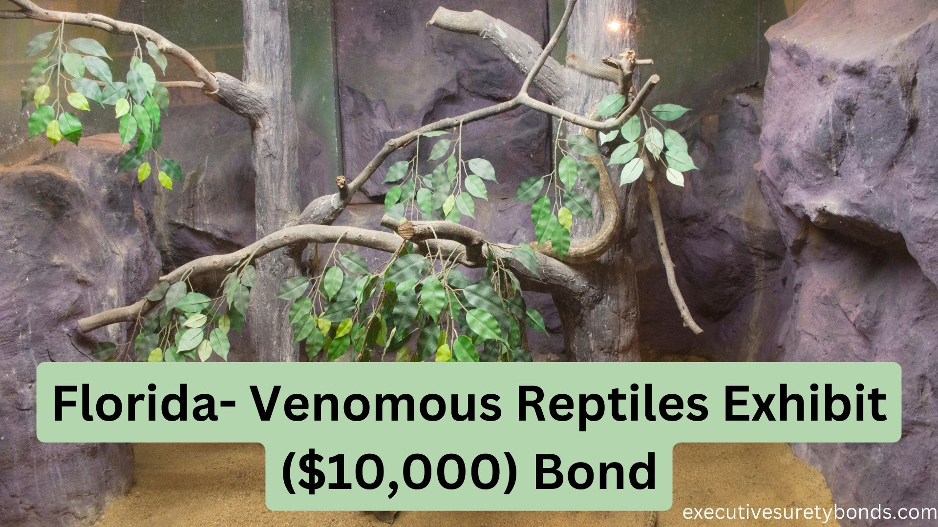 Danger Unleashed: Inside the Florida Venomous Reptiles Exhibit ($10,000 ...